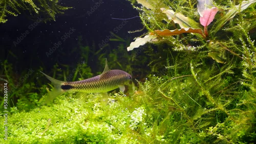 silver flying fox, algae eater fish search for algal vegetation food ...