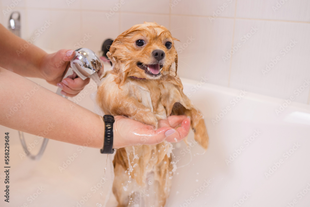 Bathing a dog in the bathroom under the shower. Grooming animals ...
