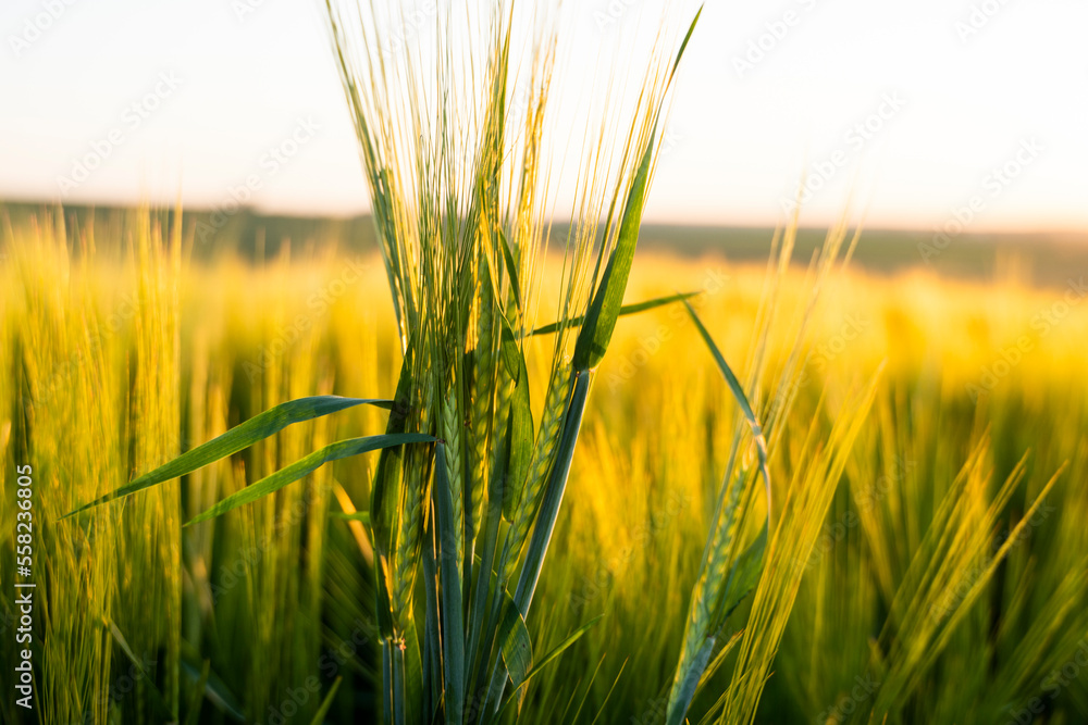 Green Barley Field