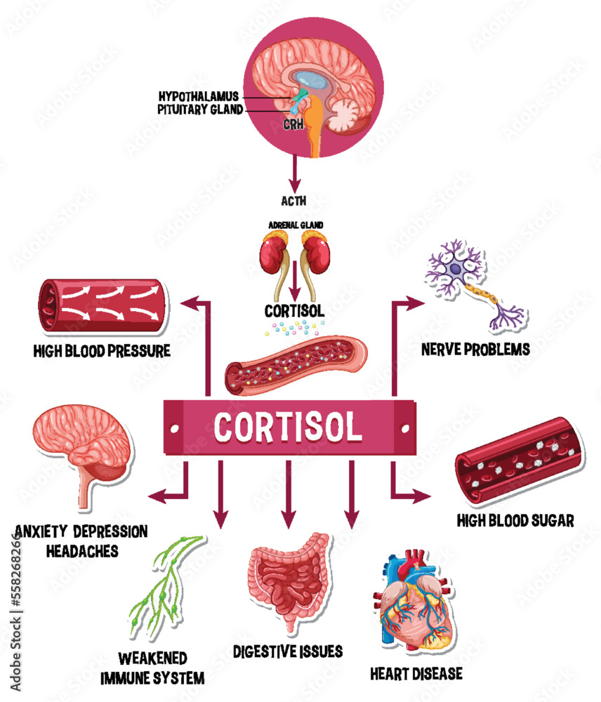 Stress Cortisol System Scheme Stock Vector Adobe Stock