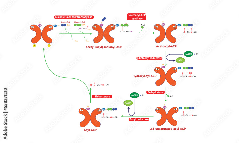 Fatty acid synthesis [pathway] Stock Vector | Adobe Stock
