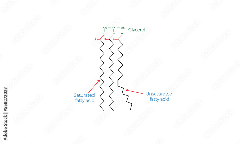 Triglyceride [chemical structure] Stock Vector | Adobe Stock