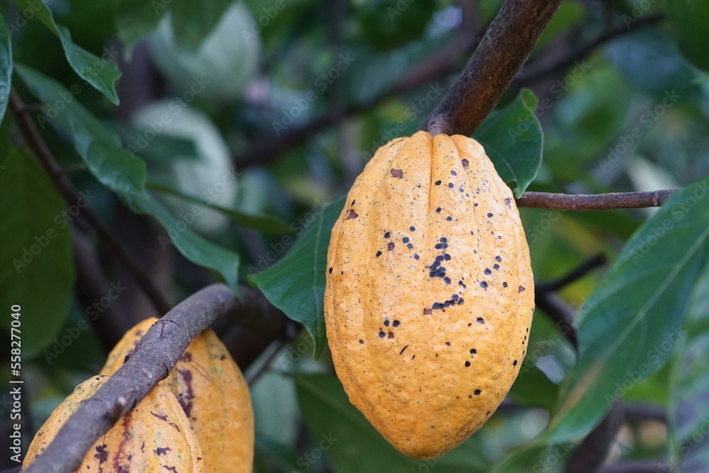 The cacao tree is a plant that can grow and grow well in tropical ...
