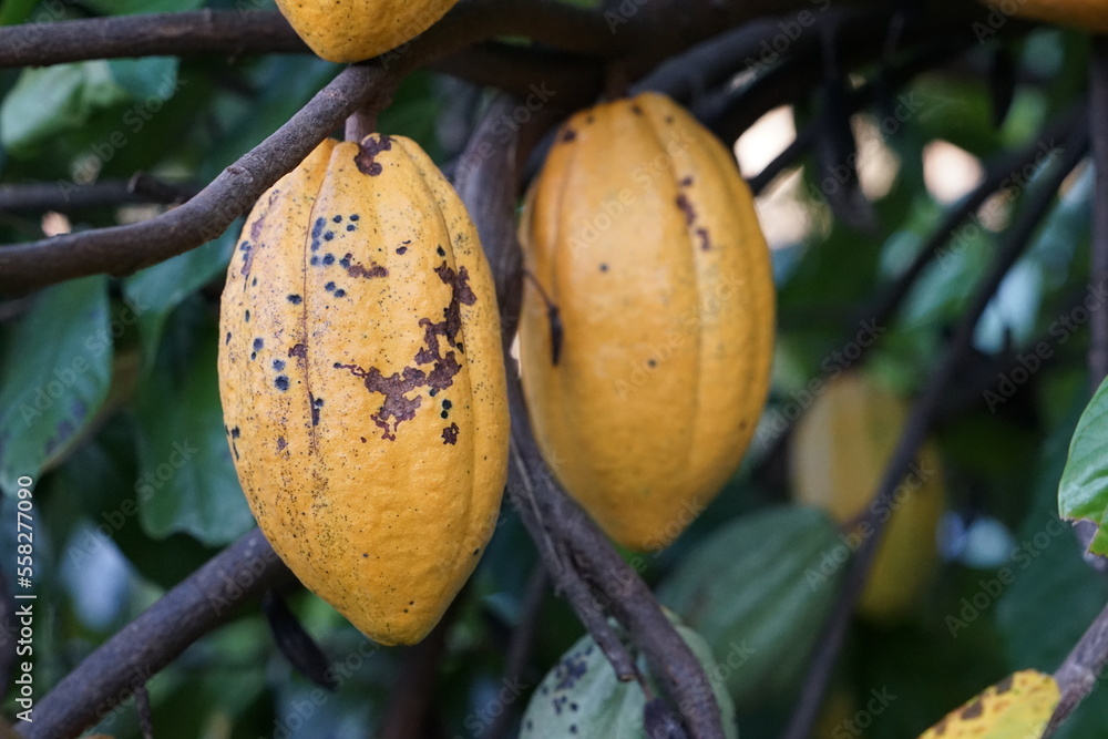 The cacao tree is a plant that can grow and grow well in tropical ...