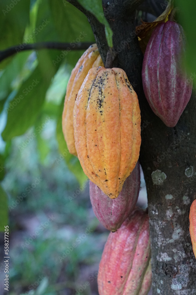 The cacao tree is a plant that can grow and grow well in tropical ...