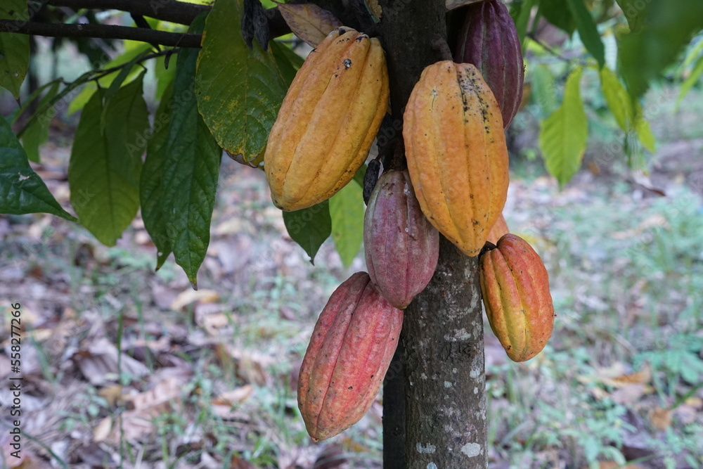 The cacao tree is a plant that can grow and grow well in tropical ...