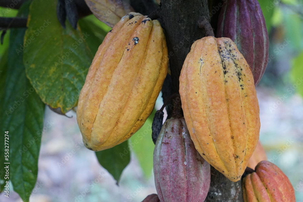 ภาพประกอบสต็อก The cacao tree is a plant that can grow and grow well in ...