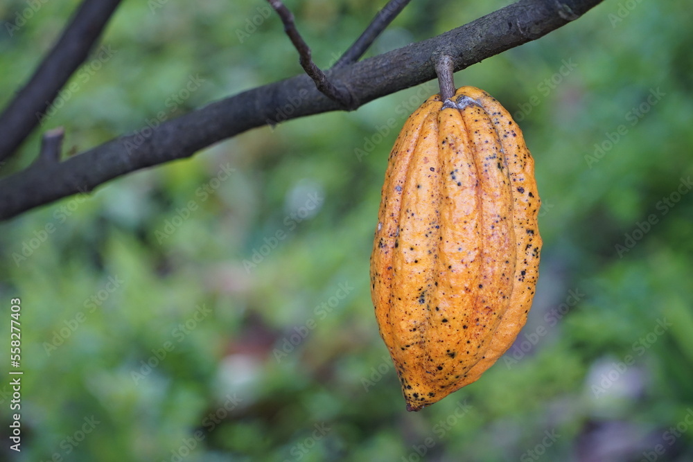 The cacao tree is a plant that can grow and grow well in tropical ...