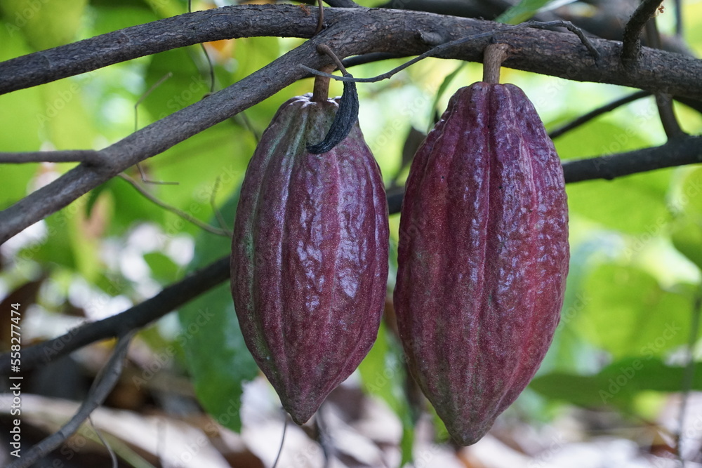 The cacao tree is a plant that can grow and grow well in tropical ...