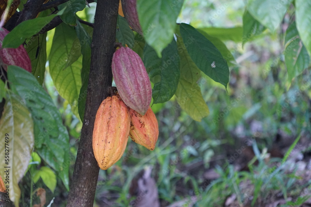 The cacao tree is a plant that can grow and grow well in tropical ...