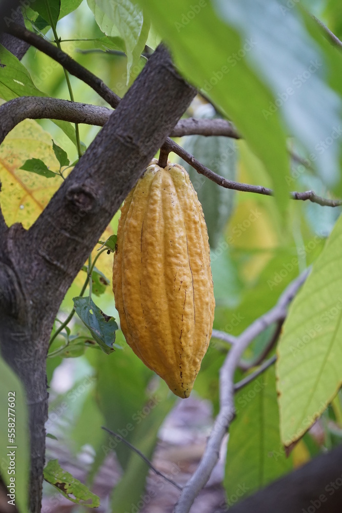 The cacao tree is a plant that can grow and grow well in tropical ...