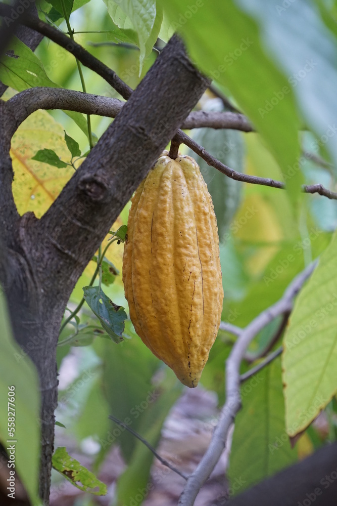 The cacao tree is a plant that can grow and grow well in tropical ...