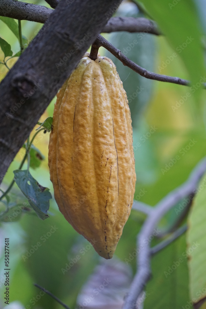 The cacao tree is a plant that can grow and grow well in tropical ...