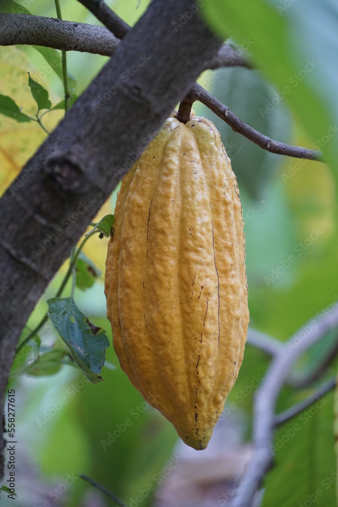 The cacao tree is a plant that can grow and grow well in tropical ...