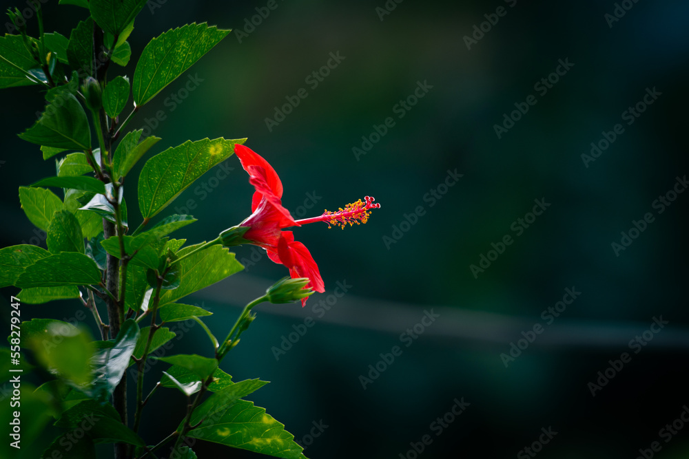 flor cayena de campana roja Stock Photo | Adobe Stock