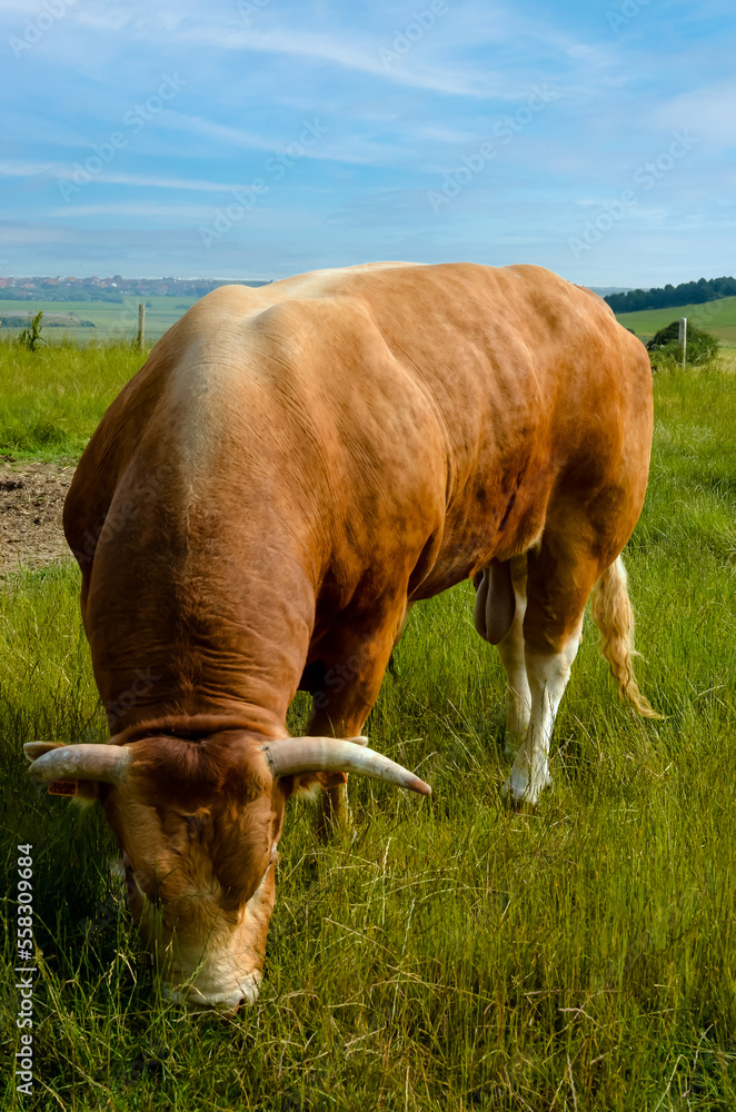 Magnificent bull in a cattle farm for meat Stock Photo | Adobe Stock
