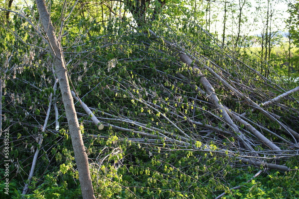 Pile of felled young trees - an invasive species of ash-leaved maple ...