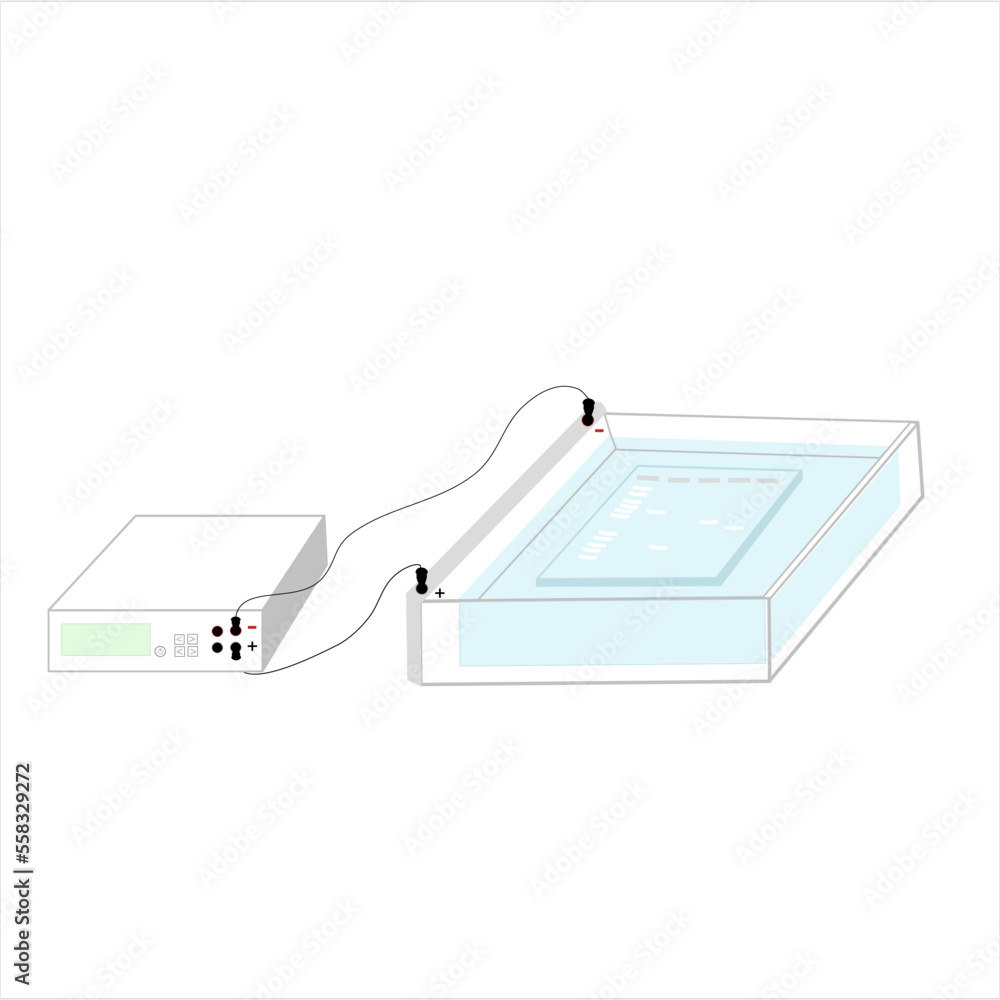 The picture of agarose gel electrophoresis technique for DNA detection ...