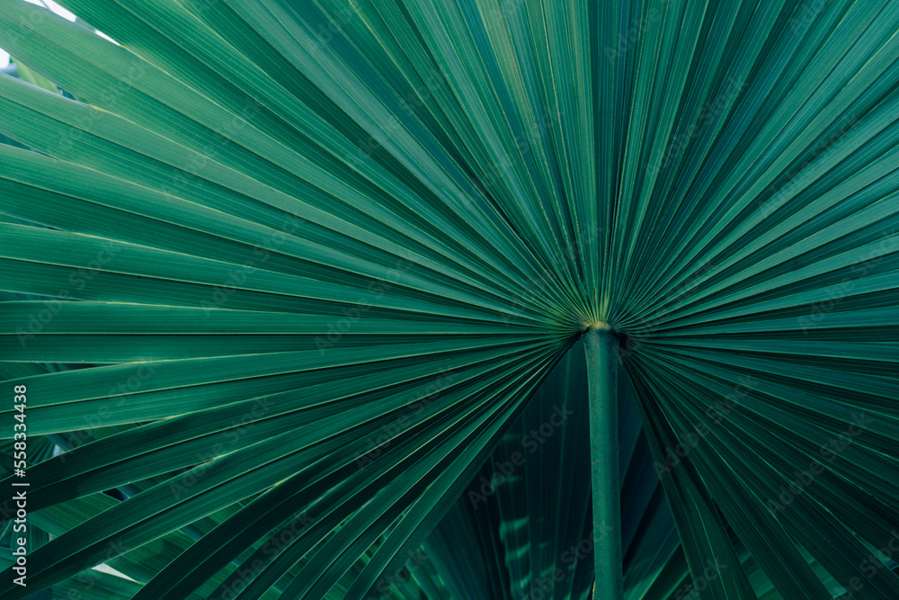 Abstract Green Palm Leaf Texture Nature Background Tropical Leaf