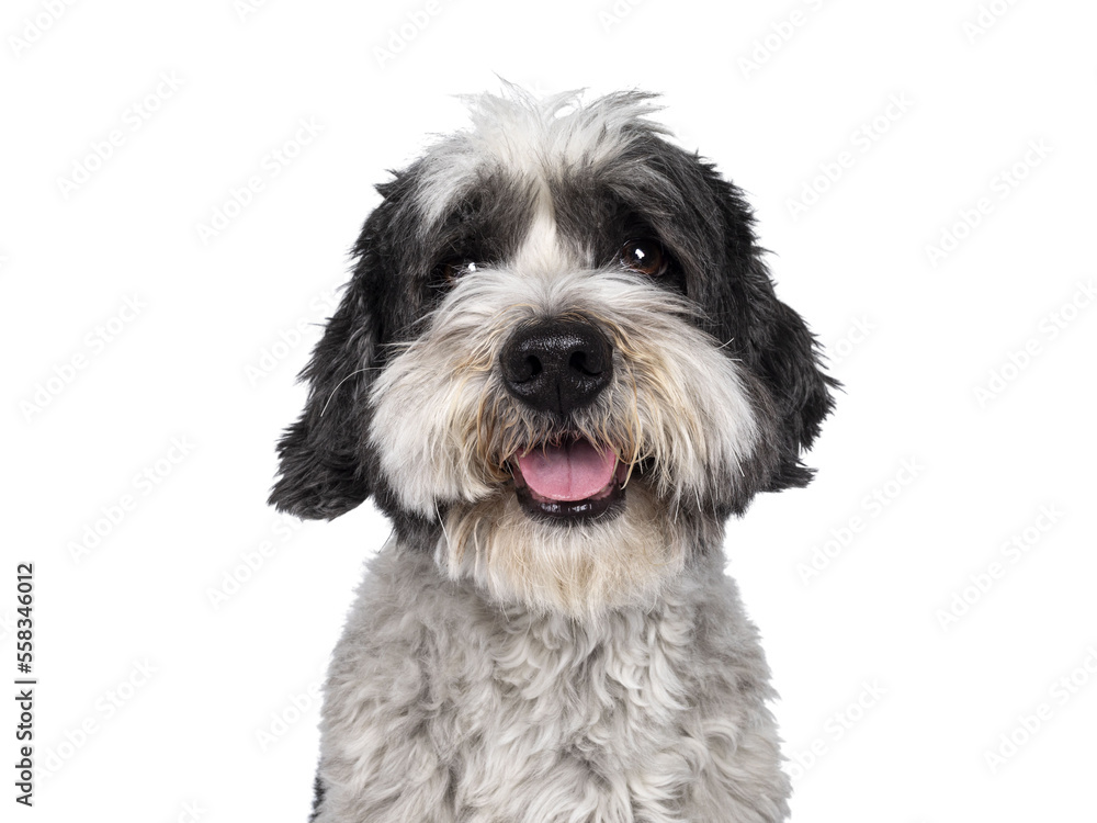 Head shot of cute little mixed breed Boomer dog, sitting up facing ...