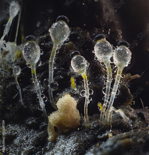 Pilobolus Crystallinus Microscope