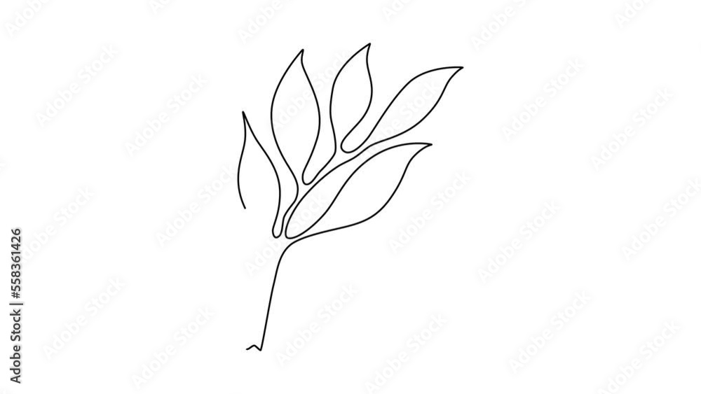 One Line Drawing Eucalyptus Leaf Twig Animation, Minimal One Line ...