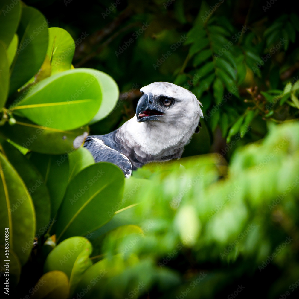 Harpy Eagle (Harpia harpyja) at Anavilhanas National Park, Amazon ...