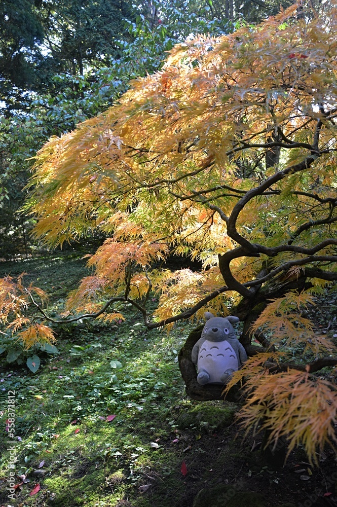 Autumn decorative palmate maple tree (latin name acer palmatum) with ...