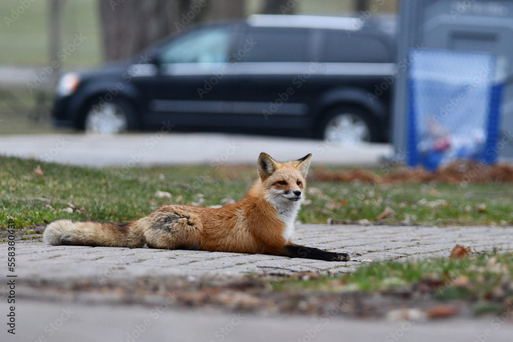 Foto de American Red Fox lays down on a foot path in public park and ...