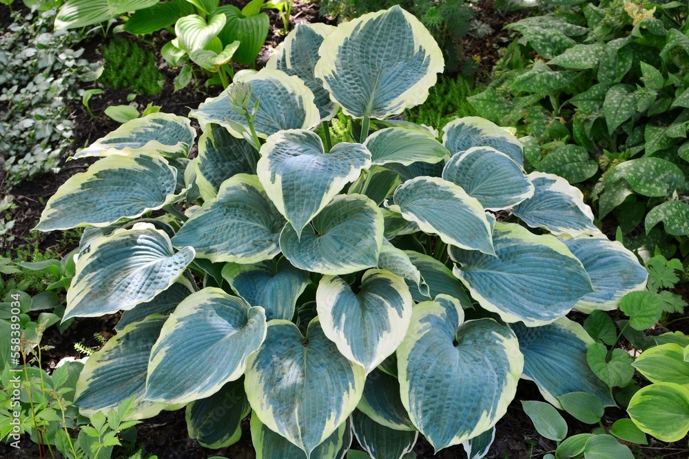 Magnificent hosta variety Earth Angel with blue and yellow leaves in ...