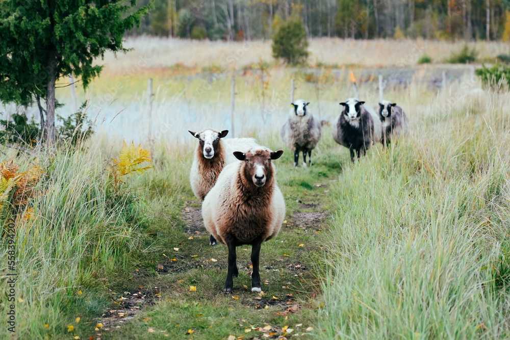 Sheep in a meadow. Portrait of sheep eating grass near a small lake ...