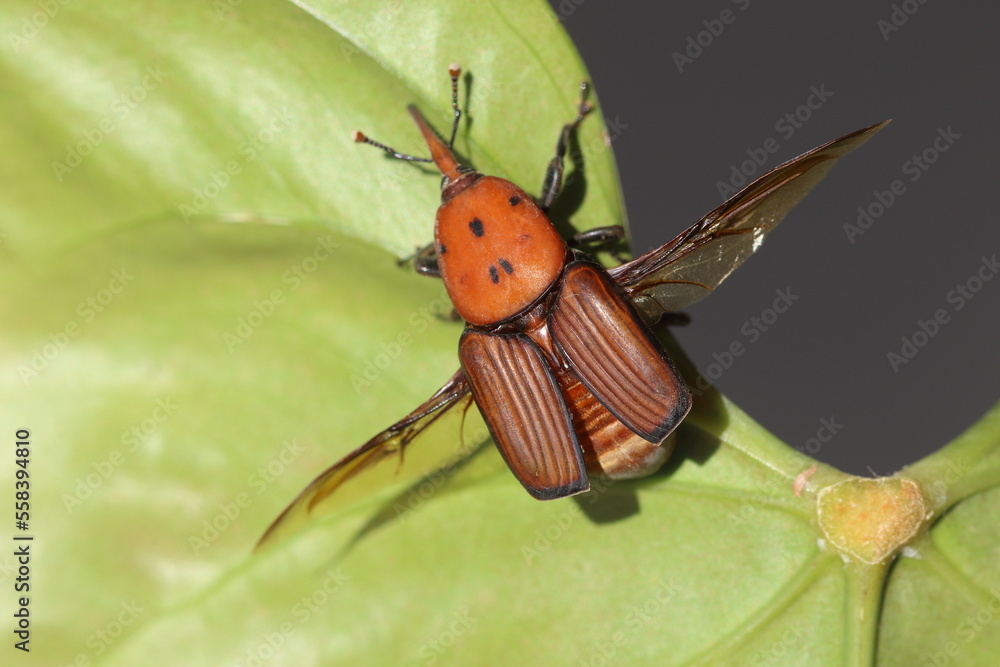 Rhynchophorus ferrugineus also known as red palm weevil, Asian palm ... Rhynchophorus ferrugineus also known as red palm weevil, Asian palm ...