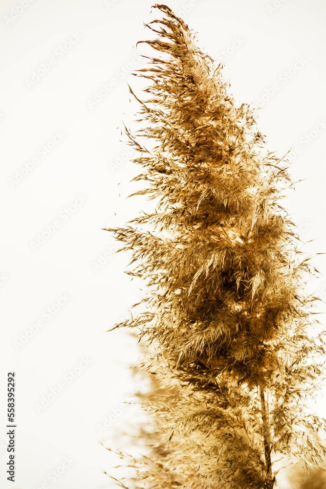 Capim dos Pampas usado para decoração. Capim ornamental tendência para ...