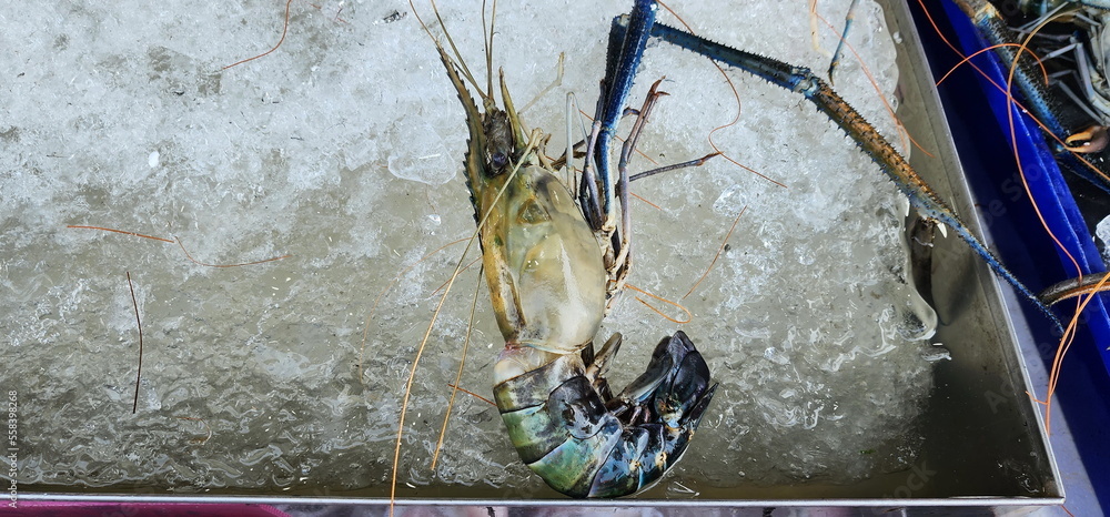 Foto de Large river prawns that are not fresh (long dead) placed on a ...