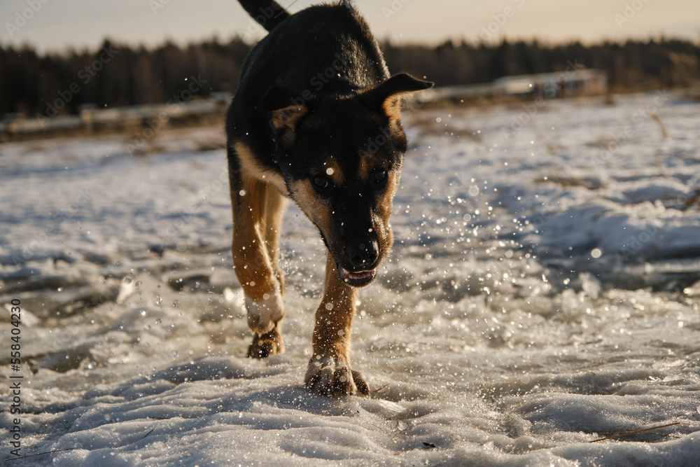 Mongrel dog runs through puddles and splashes of water fly in different ...