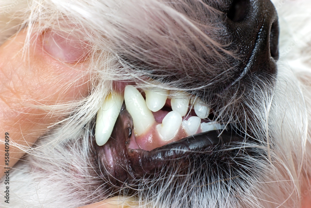 Calculus Teeth Dog