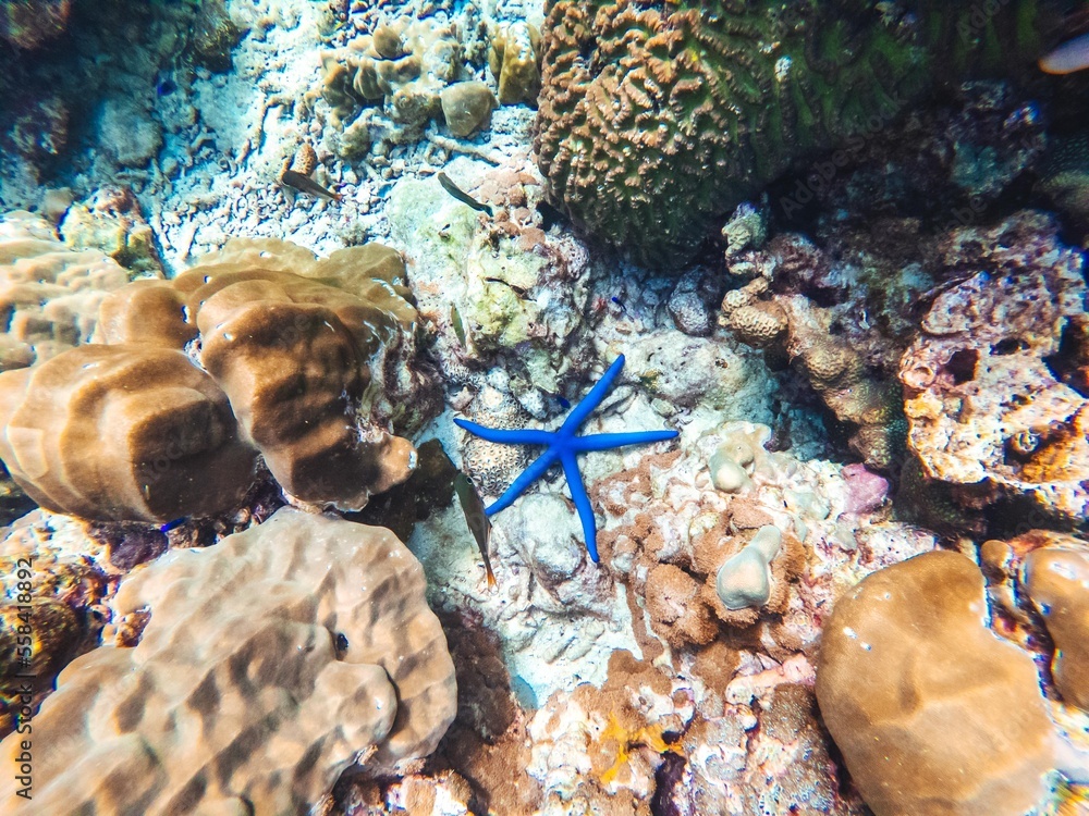 fondo del mar Stock Photo | Adobe Stock