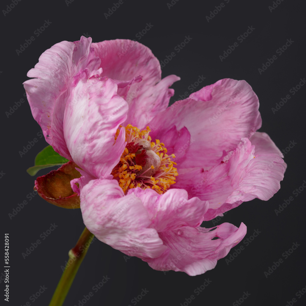 Beautiful peony flower of pink color isolated on black background ...