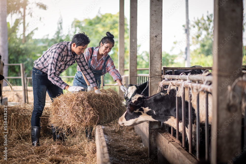 Asian young couple working together in small business dairy farm ...