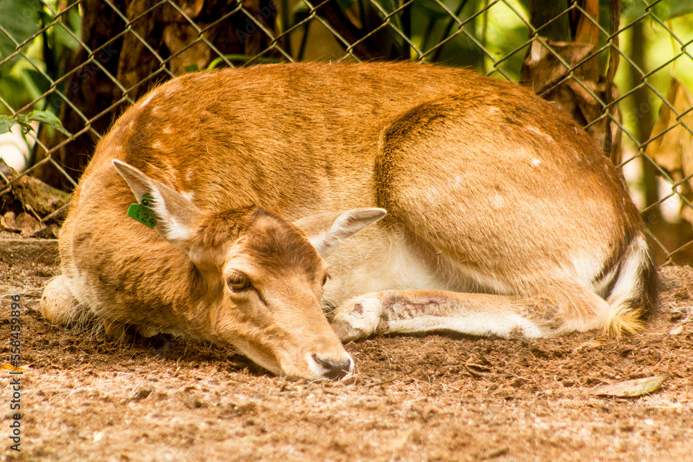 Mamíferos Ruminantes Da América Do Sul - FDPLEARN
