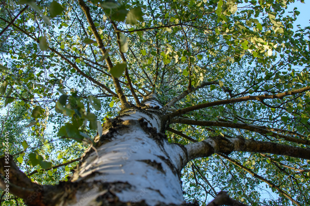 Korona drzewa brzozy sfotografowana od dołu perspektywa mrówki na pniu ...