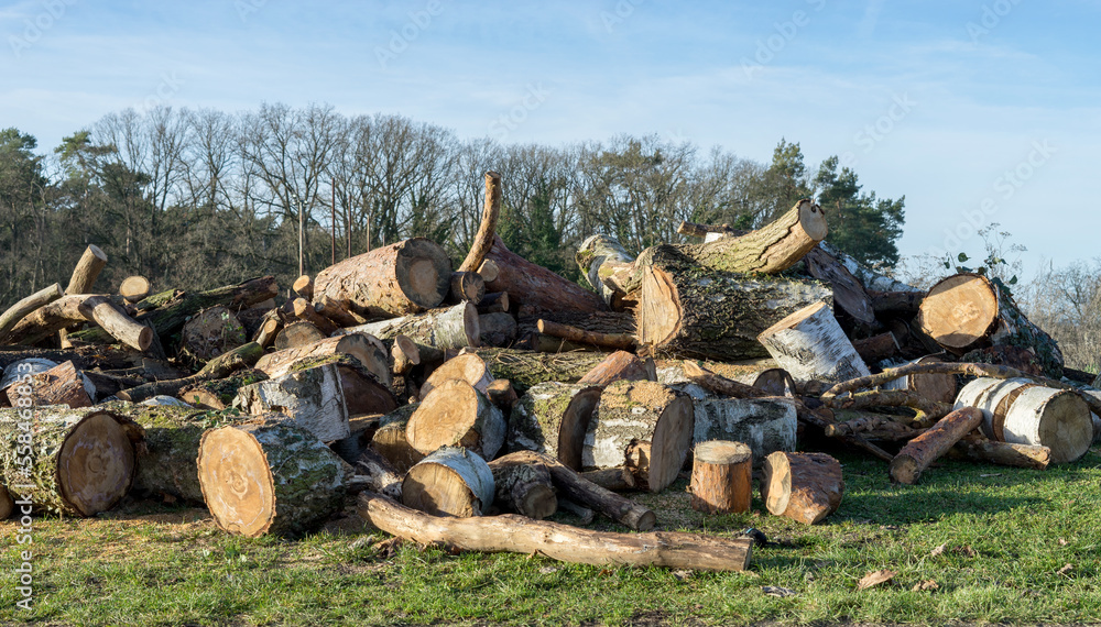 wood, tree, forest, timber, log, logs, nature, pine, stack, sky, cut ...