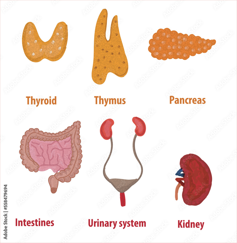 Human internal organs. Vector sketch isolated illustration. Hand drawn ...