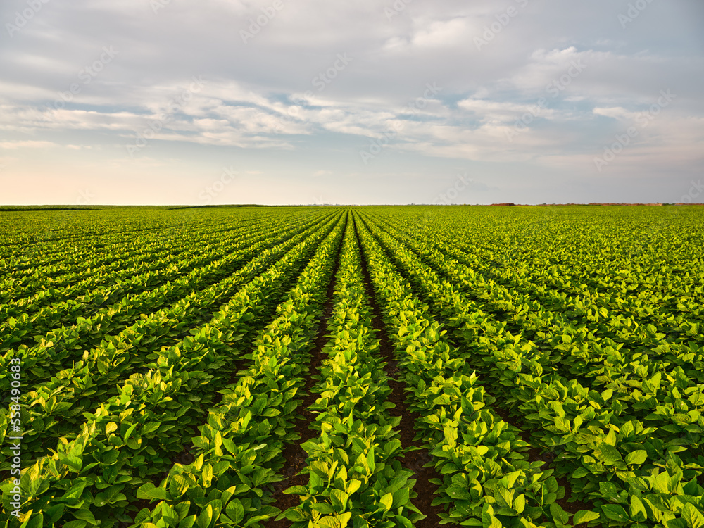 A vibrant green soybean field nestled in a natural setting Stock Photo ...