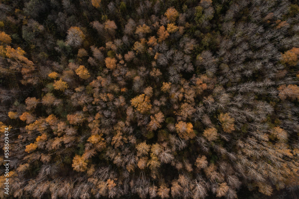Foto de an aerial view of a forest with lots of trees in the foreground ...