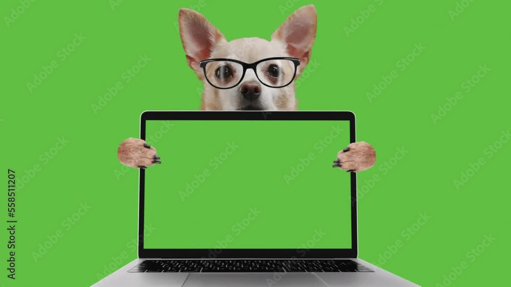 Funny cute dog is showing a notebook screen. Laptop green screen ...