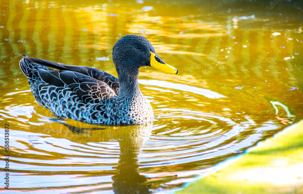 Magnifique canard avec plumes, plumage noir et blanc qui nage dans une mare au soleil Stock-foto ...