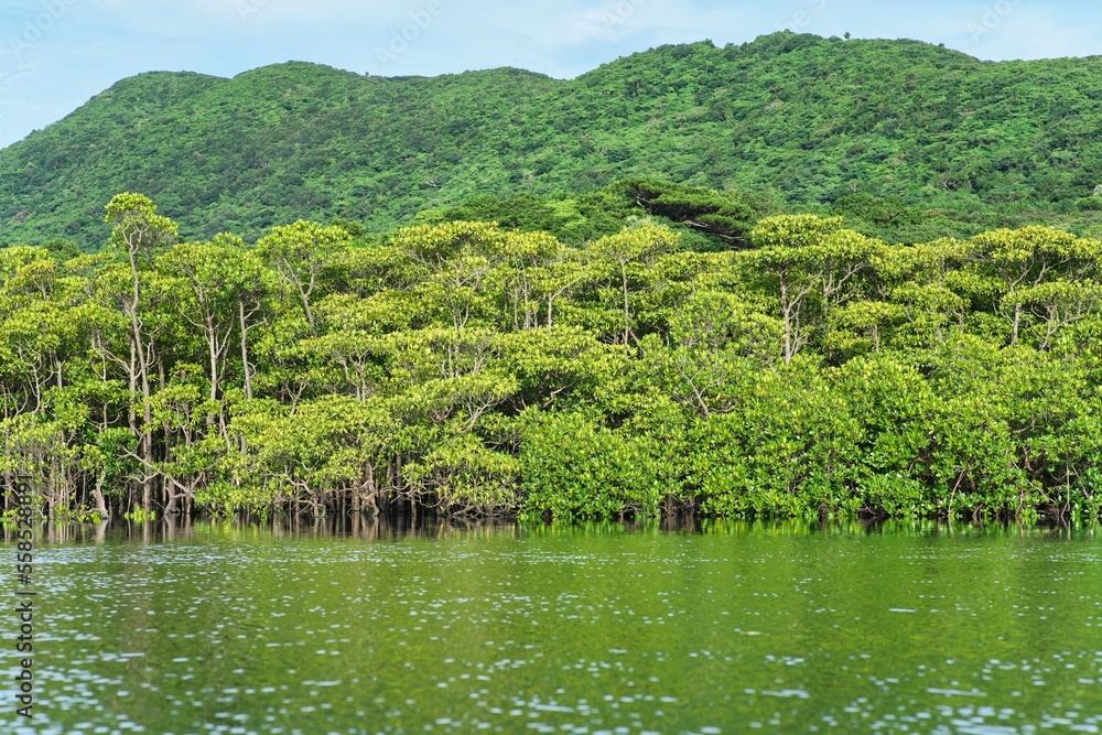Okinawa,Japan - July 3, 2022: Mangrove forest along Fukido river in ...