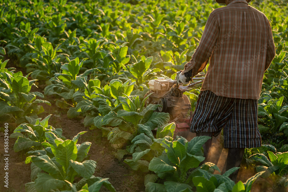 A farmers are using tillage machines to kill pests and fertilize ...