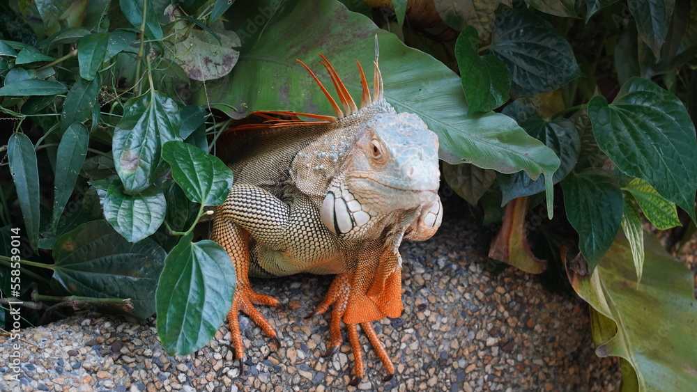 Iguana in nature habitat (Latin - Iguana iguana). Close-up image of ...